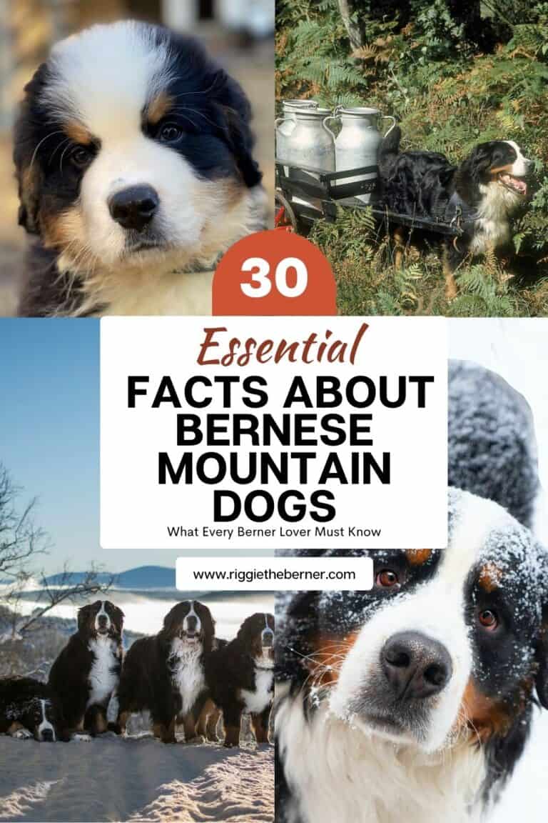 30 Essential Facts about Bernese Mountain Dogs - Riggie the Berner