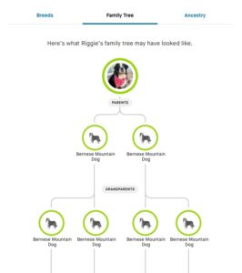 Dog DNA Test for Purebreds: A Comprehensive Review of Embark